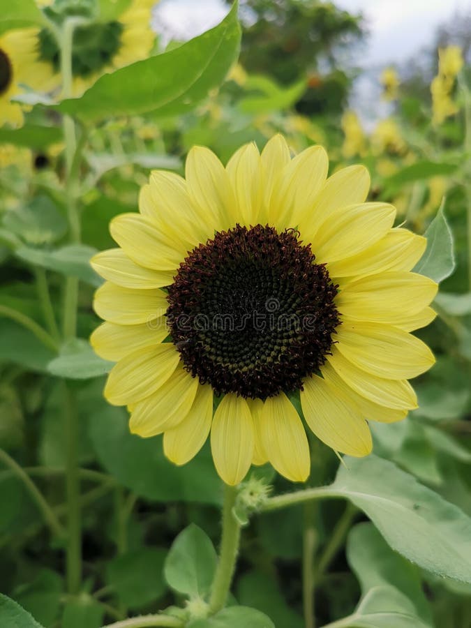 Sunflower stock image. Image of fresh, flower, greenery - 134010319