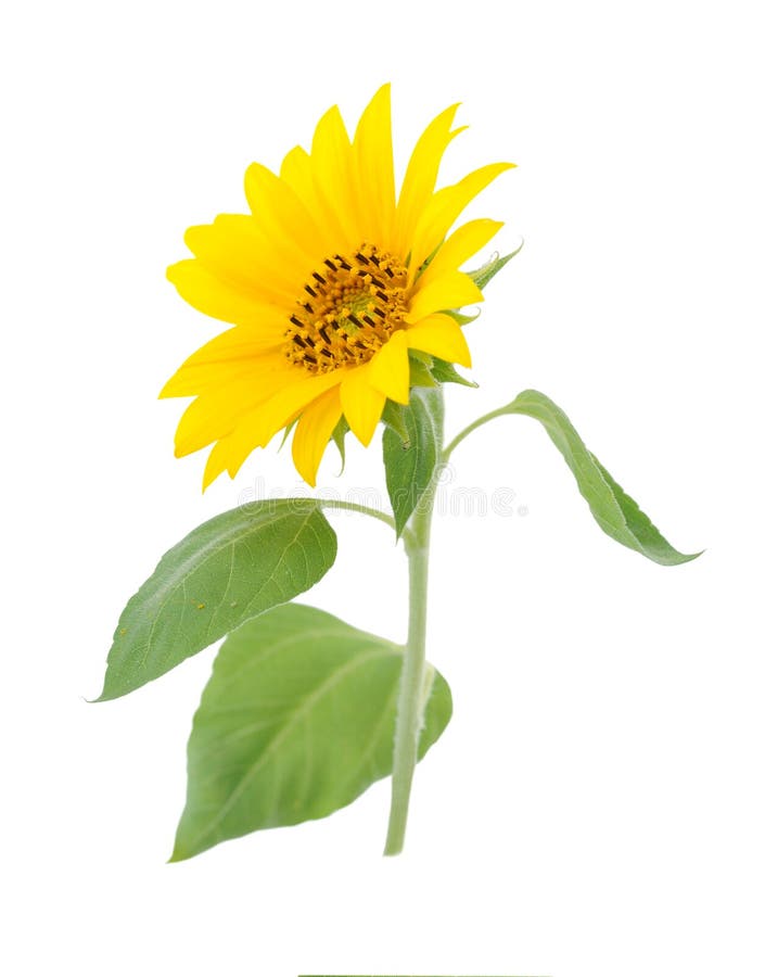 Sunflower flower stock photo. Image of circle, closeup - 63137860