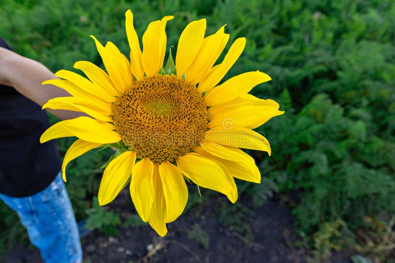 Sunflower Flower in Hand. the Sun As a Gift. Harvesting Stock Photo ...