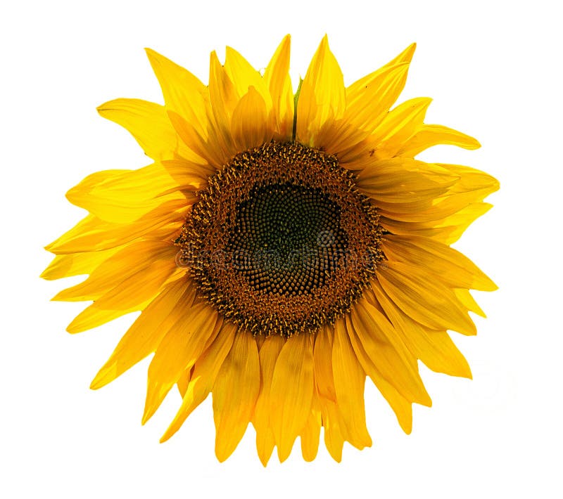 Sunny Sunflower Flower Head Isolated on White Stock Image - Image of ...