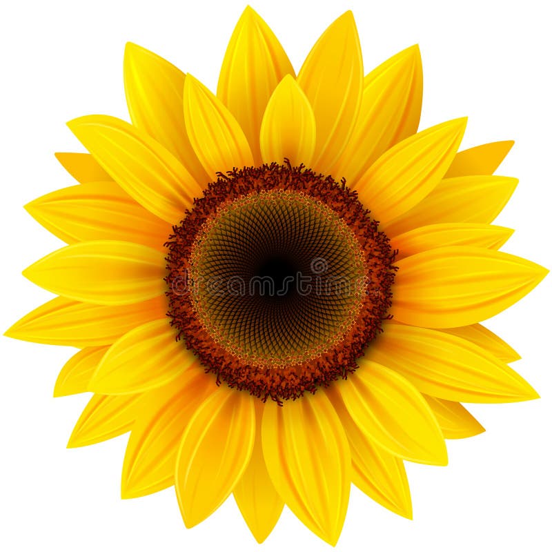 Sunflower flower isolated stock vector. Illustration of blooming ...