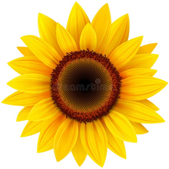 Sunflower flower isolated stock vector. Illustration of blooming ...