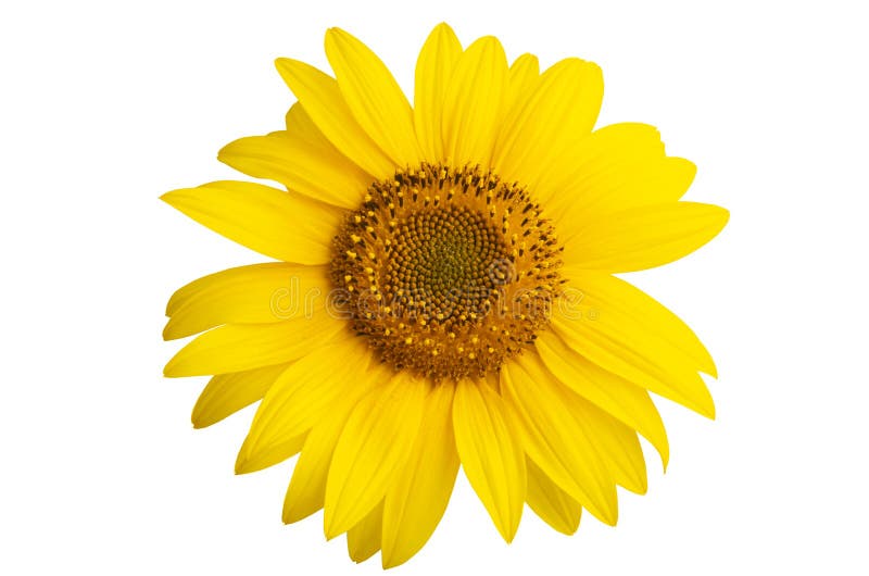 Sunflower flower isolated stock image. Image of beauty - 179803761