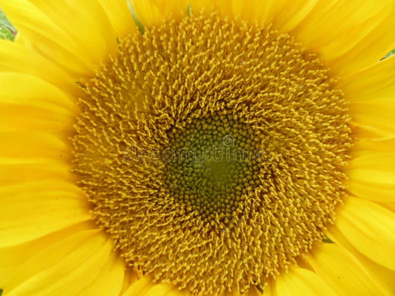 Sunflower, Flower, Yellow, Sunflower Seed Stock Photo - Image of pollen ...