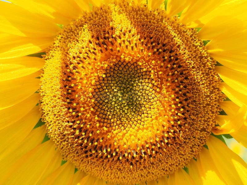 Sunflower, Flower, Yellow, Sunflower Seed Stock Image - Image of seed ...
