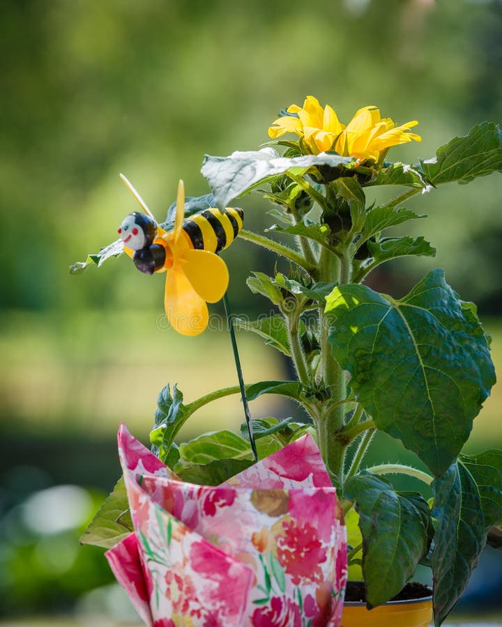 Sunflower in Flowerpot, Yellow Bucket Stock Image - Image of leaves ...