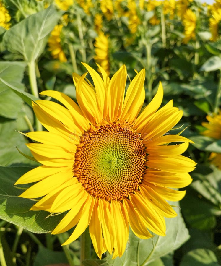 Sunflower Flowers in the Field with Intense Colors Stock Photo - Image ...