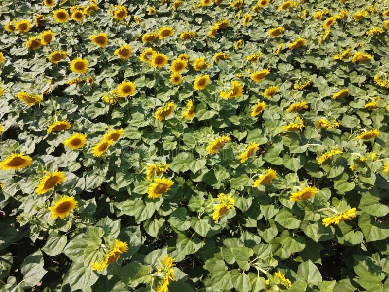 Sunflower Flowers in the Field, Top View Stock Photo - Image of frame ...