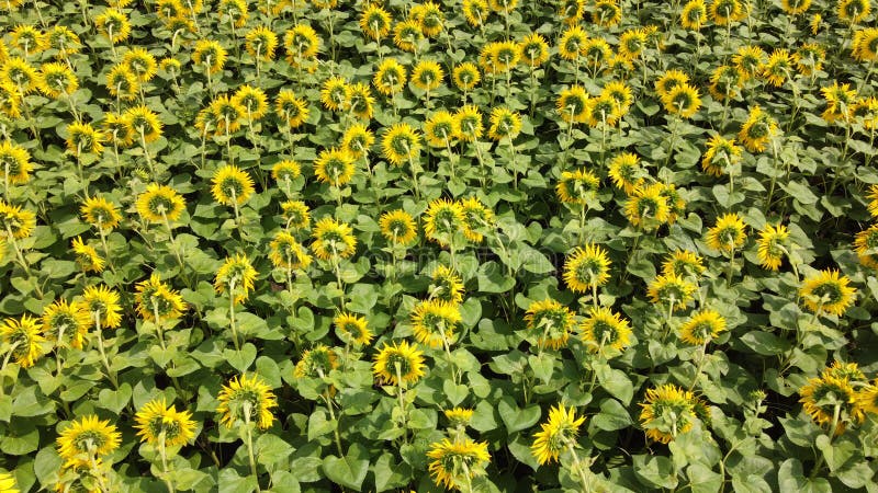 Sunflower Flowers in the Field, Top View Stock Image - Image of people ...
