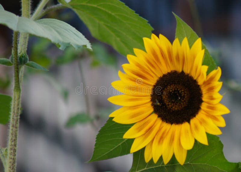 Sunflower with Fly and Vine Stock Image - Image of flowers, garden ...
