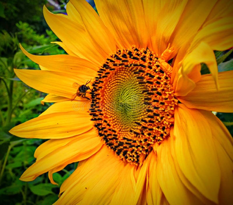 Insect Sun, On Sunflower Seeds Stock Image - Image of creative ...