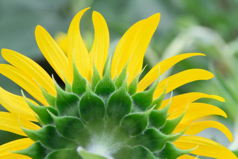 Sunflower form back side stock photo. Image of circle - 187465870
