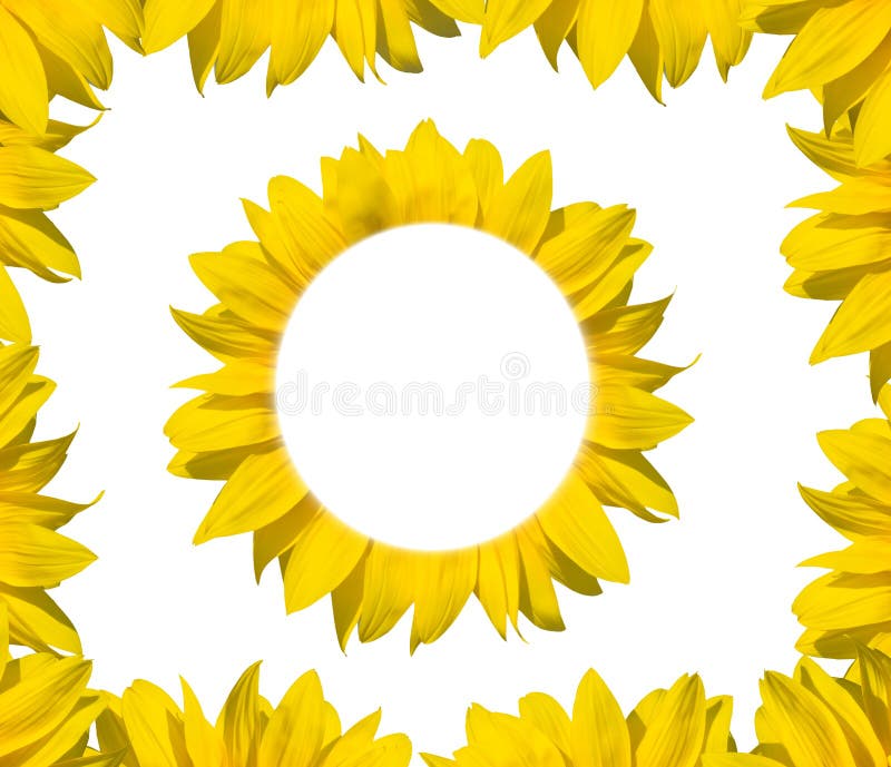 Sunflower frame stock photo. Image of bright, happy, leaves - 11048534