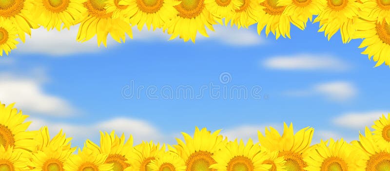 Sunflower frame stock photo. Image of summer, flower - 42657592