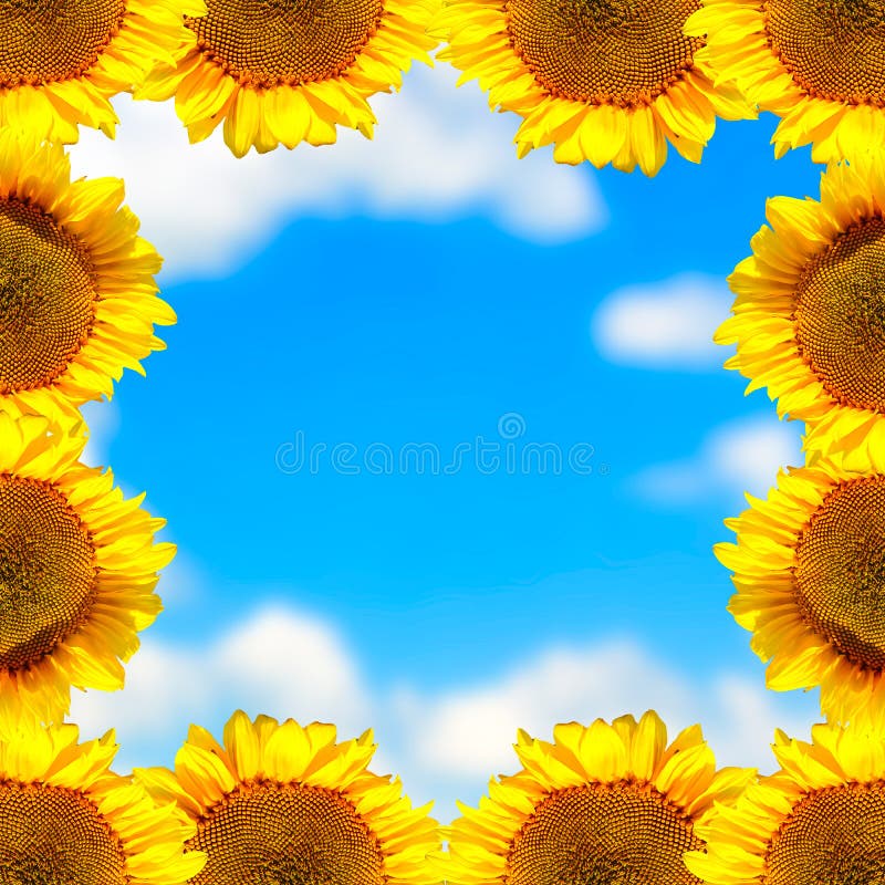 Sunflower frame stock image. Image of background, yellow - 42318635