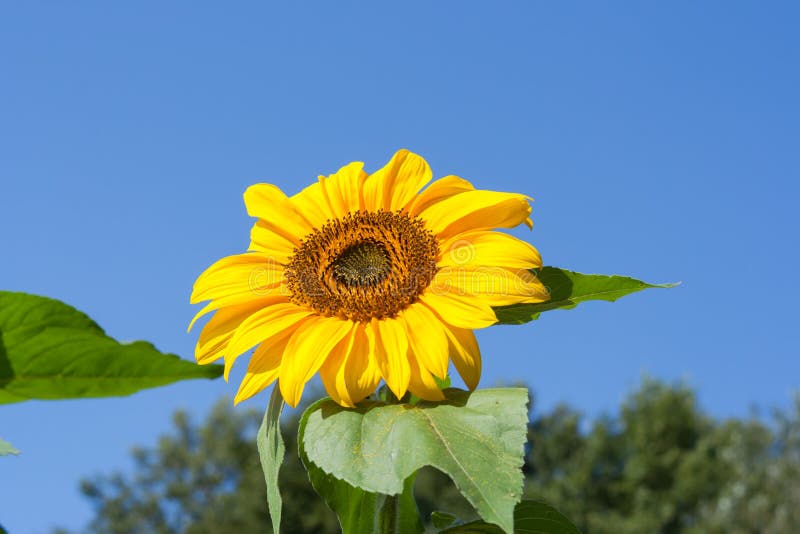 Sunflower in Front of Blue Sky Stock Image - Image of growth, flora ...