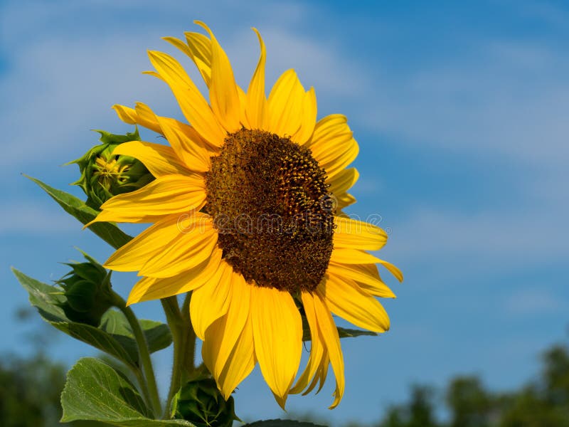 Sunflower in Front of Blue Sky Stock Image - Image of blossom ...