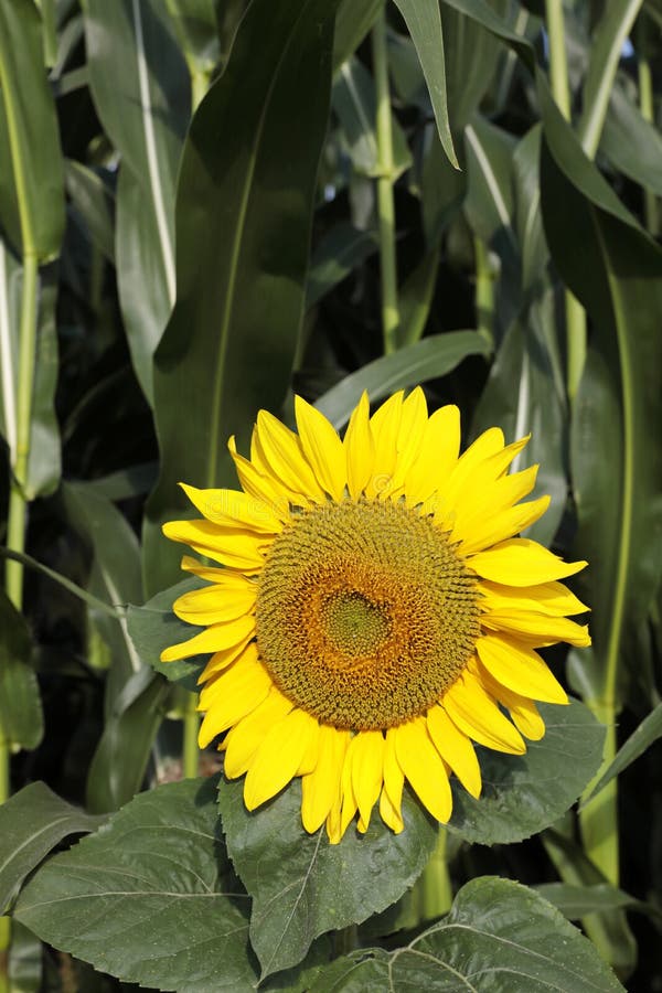 Sunflower and corn plants stock image. Image of natural - 200794203