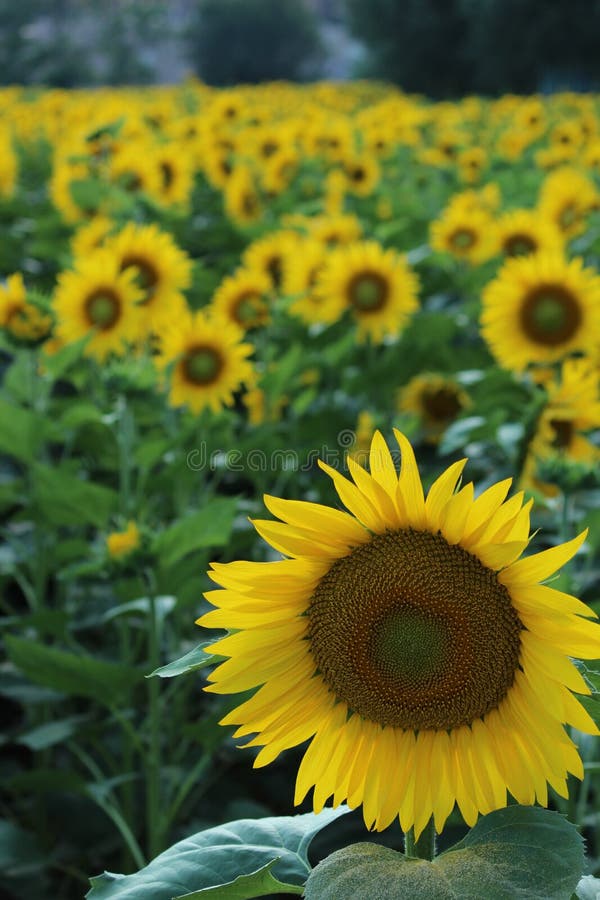 Sunflower stock image. Image of pretty, flower, sunflower - 51688459