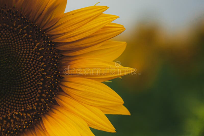 Sunflower Front View Beautiful Plant. Bokeh Yellow Green Background ...