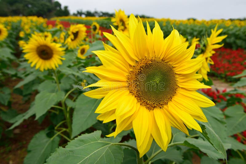 Sunflower stock photo. Image of composite, flowers, garden - 63789148