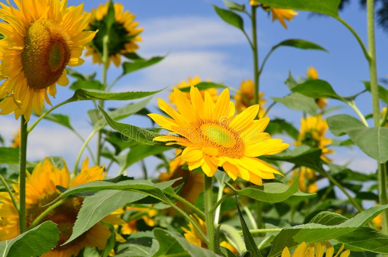Sunflower stock photo. Image of eyes, sunflower, botany - 42565280