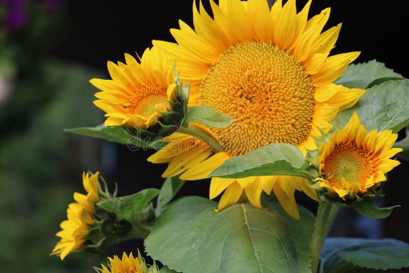 Sunflower in Full Bloom Facing the Sun Stock Image - Image of plant ...