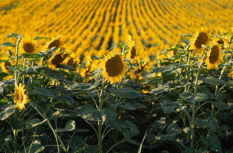 A Nice Sunflowers in a Field Stock Image - Image of industry, field ...