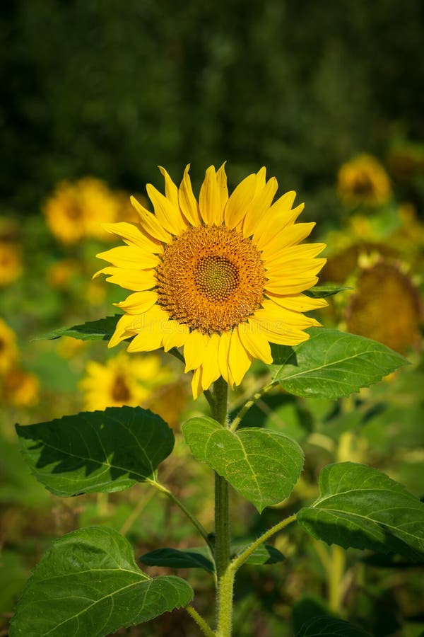 Sunflower in Full Bloom in Field of Sunflowers. Stock Image - Image of ...
