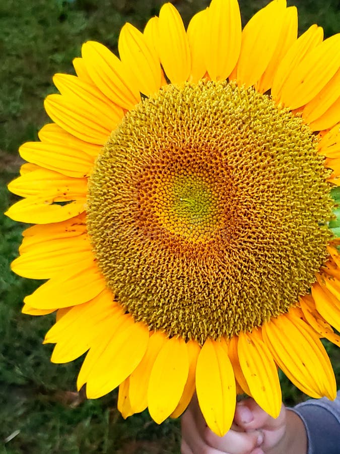 Pretty in yellow stock photo. Image of yellow, bloom - 137581826