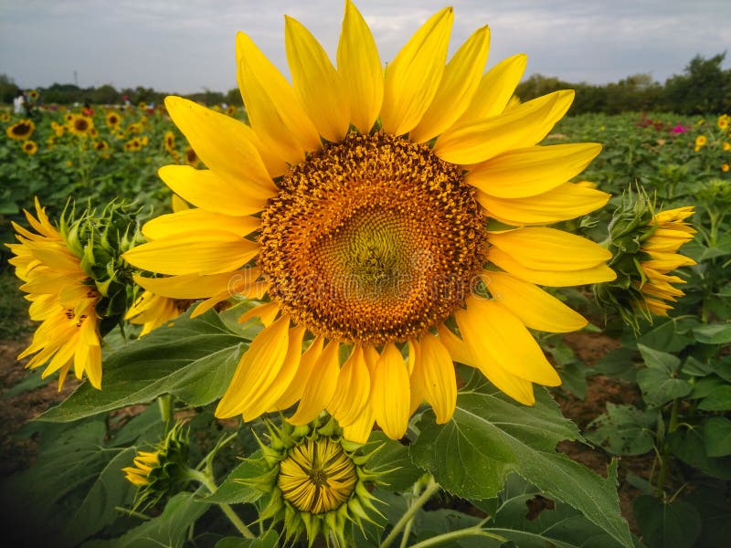 Sunflower in full bloom stock image. Image of beauty - 185008569
