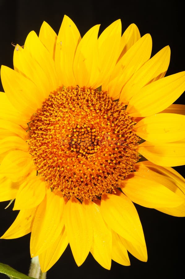 Sunflower in Full Bloom, Witk Back Background Stock Photo - Image of ...