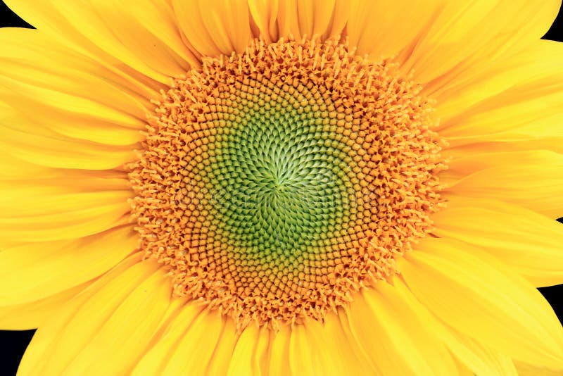 Sunflower in Full Inflorescence, Close-up Stock Image - Image of ...