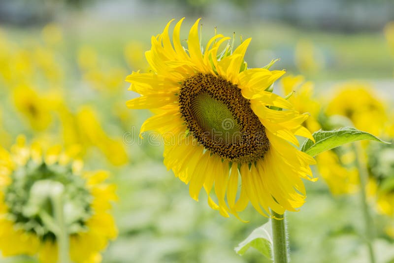 Sunflower Garden stock image. Image of land, sunflower - 53145957