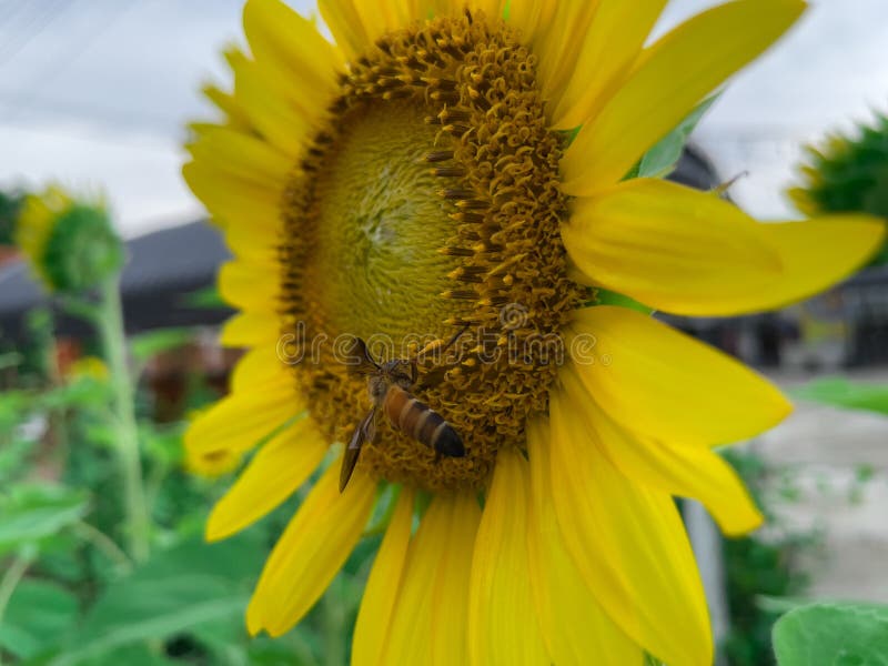 Big bee on sunflower. stock photo. Image of nature, field - 254637224