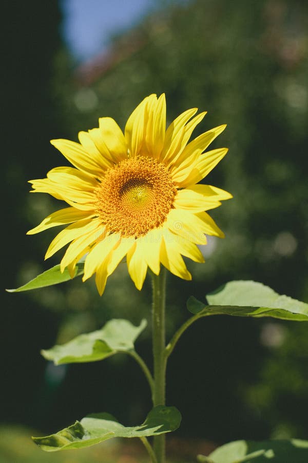 Sunflower stock image. Image of plant, pappus, asteraceae - 45283775