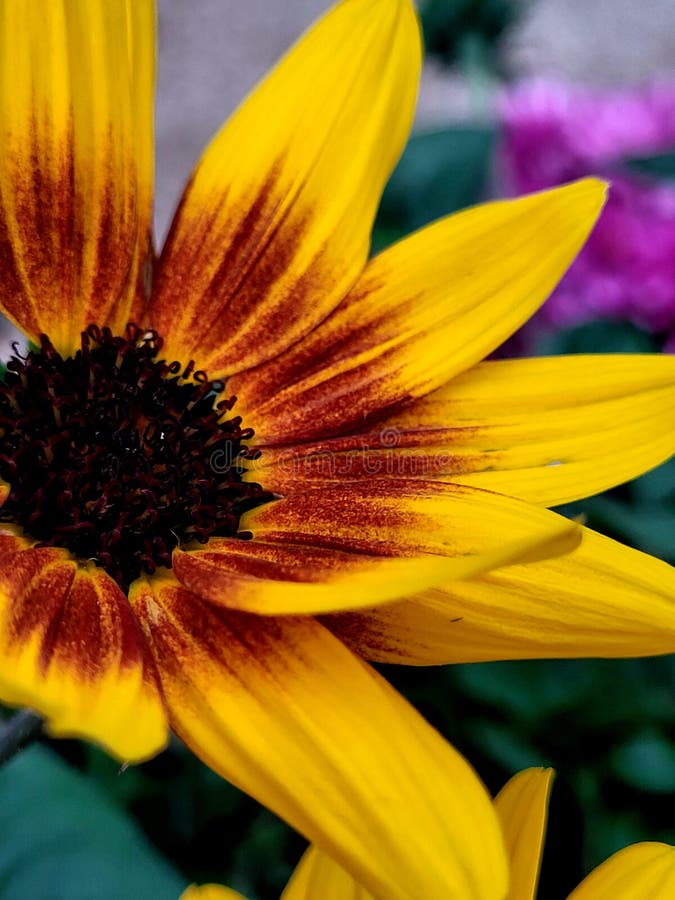 Sunflower Golden Glow stock image. Image of petal, sunflower - 217758801