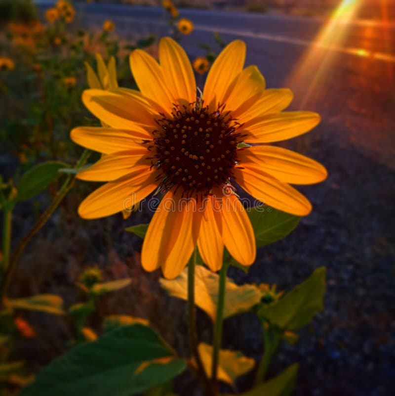 Sunflower in the Golden Hour Stock Photo - Image of hour, nature: 241139570