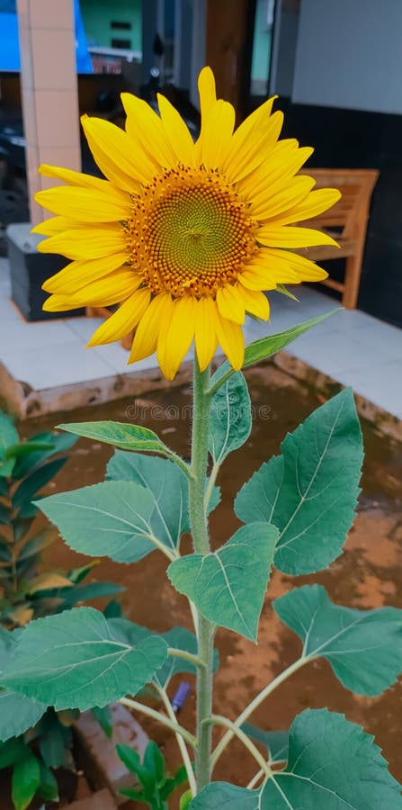Sunflower good home stock image. Image of plants, good - 261856851