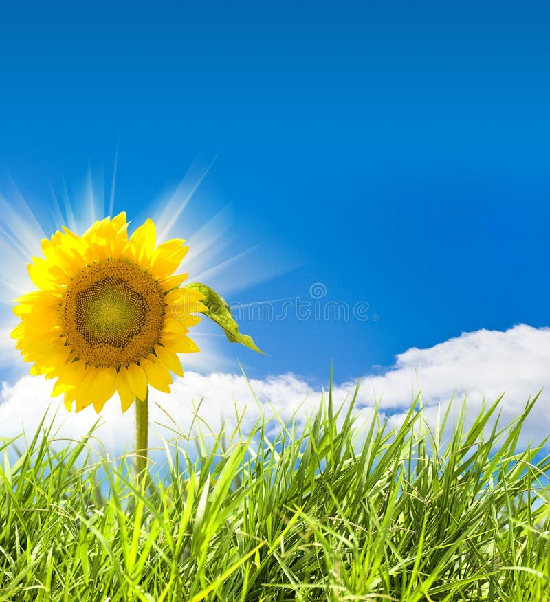 Beautiful sunflowers stock image. Image of floral, flower - 4317047