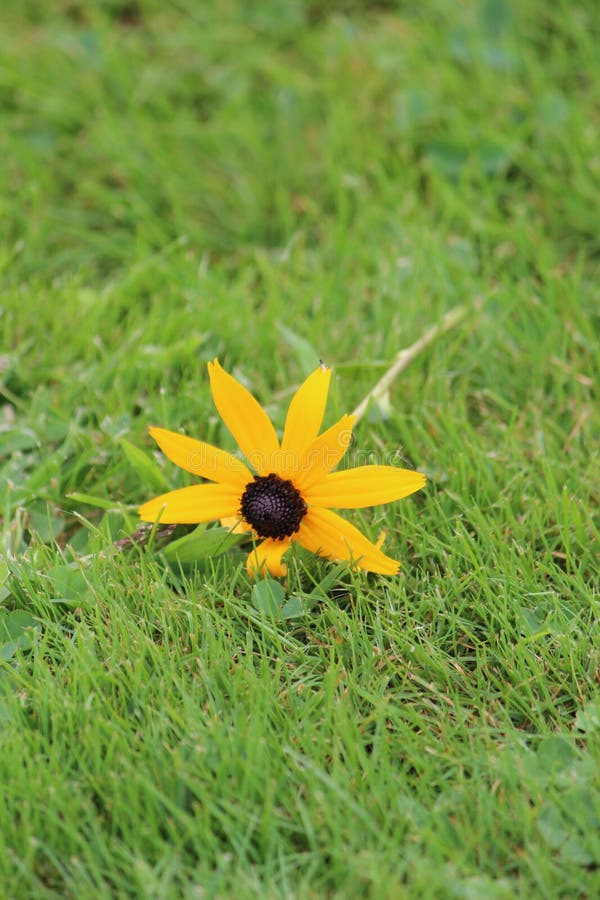 Sunflower stock image. Image of nice, grounds, grass - 98689091