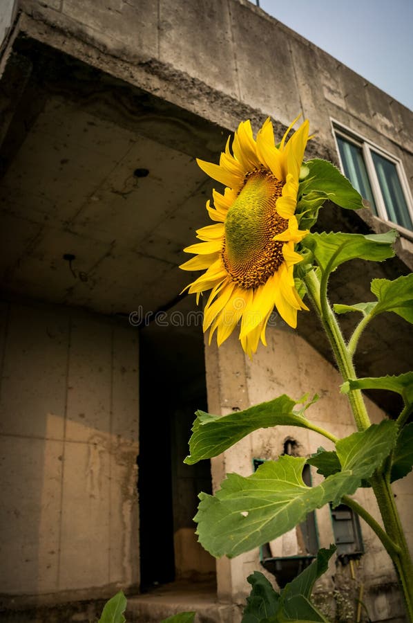 Sunflower Abandoned Building Stock Image - Image of floral, flower ...