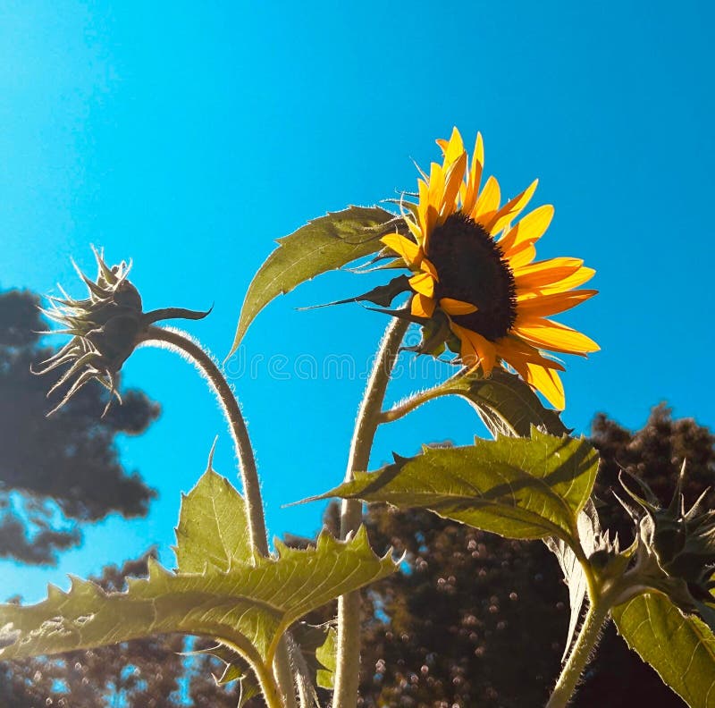 Sunflower Growing in a Field, Captured from a Low Angle View Stock ...