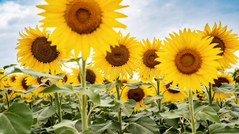 Sunflower Growing in a Field of Sunflowers during a Nice Sunny Summer ...