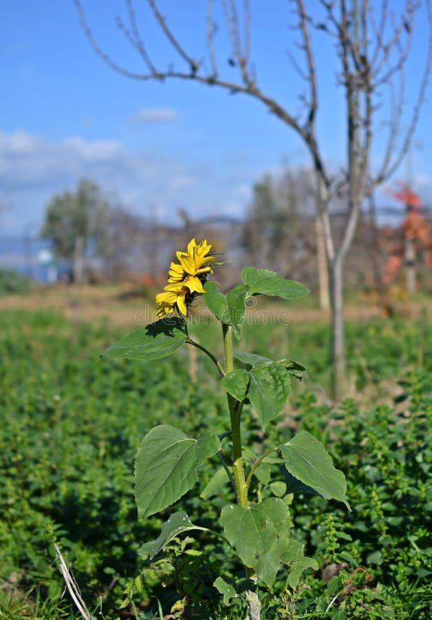 A Sunflower that Grows in Winter, Sunflower in Winter Stock Image ...