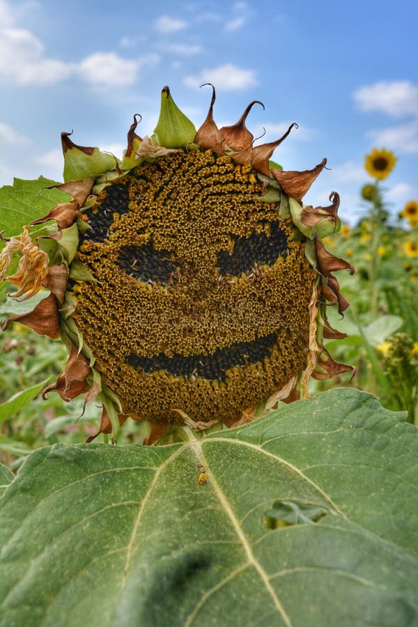 247 Scary Sunflower Stock Photos - Free & Royalty-Free Stock Photos ...