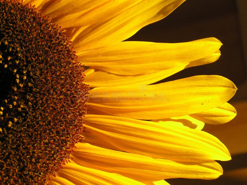 Sunflower Half stock photo. Image of flower, nature, bright - 1315136