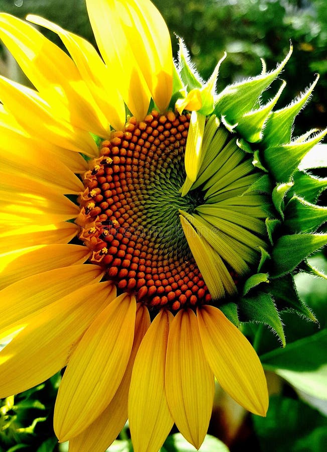 Sunflower half blooming. stock image. Image of blackground - 81393671
