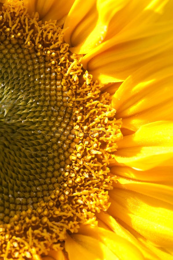 1,023 Half Sunflower Photos - Free & Royalty-Free Stock Photos from ...
