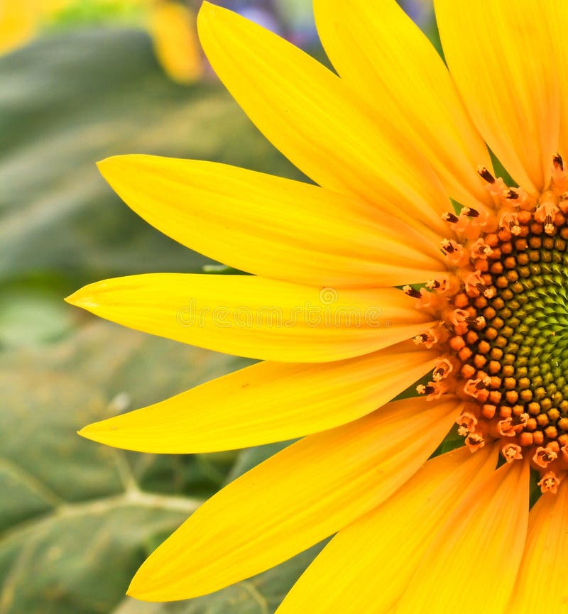 Half Sunflower Seed Stock Images - Download 274 Royalty Free Photos